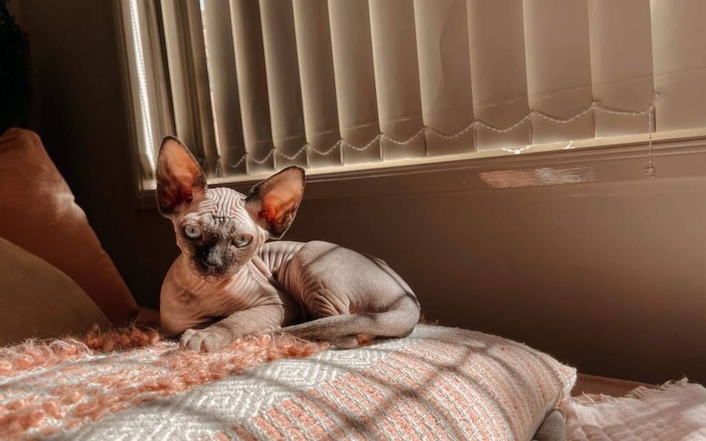 Kittens | Born Bold Cat Stud | Sphynx Cattery of Excellence | Cats For Sale