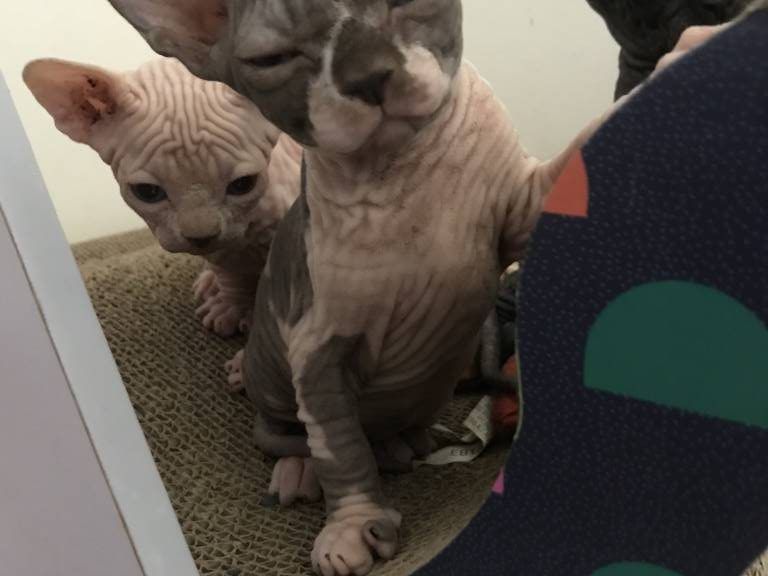 Kittens | Born Bold Cat Stud | Sphynx Cattery of Excellence | Cats For Sale