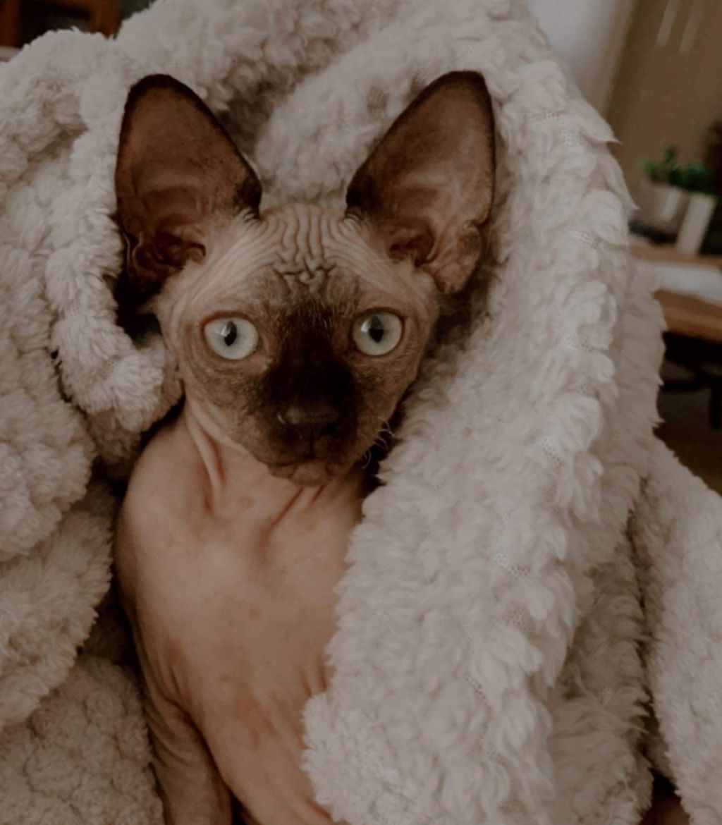 About | Born Bold Cat Sphynx Stud | Cattery of Excellence | Cats For Sale