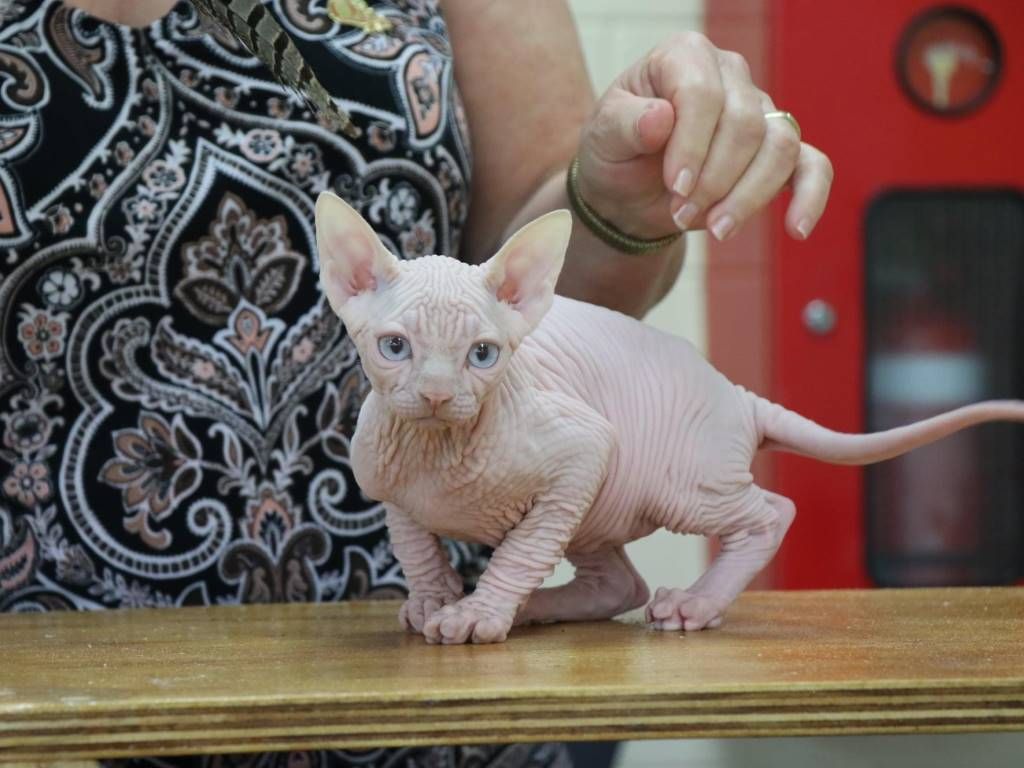 Kittens | Born Bold Cat Stud | Sphynx Cattery of Excellence | Cats For Sale