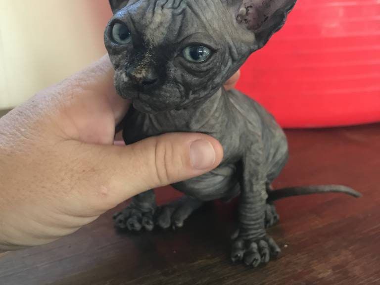 Kittens | Born Bold Cat Stud | Sphynx Cattery of Excellence | Cats For Sale