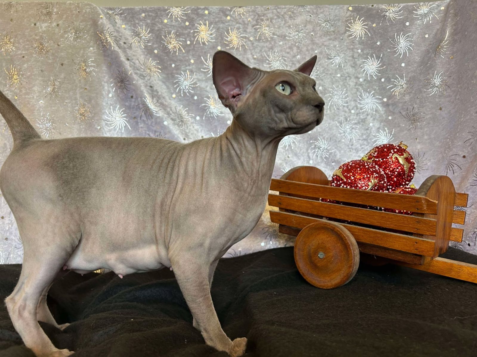 Queens | Born Bold Cat Stud | Sphynx Cattery of Excellence